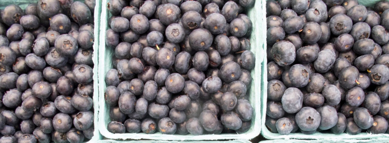 Dorothy's Blueberry Patch - Visit Mountaineer Country