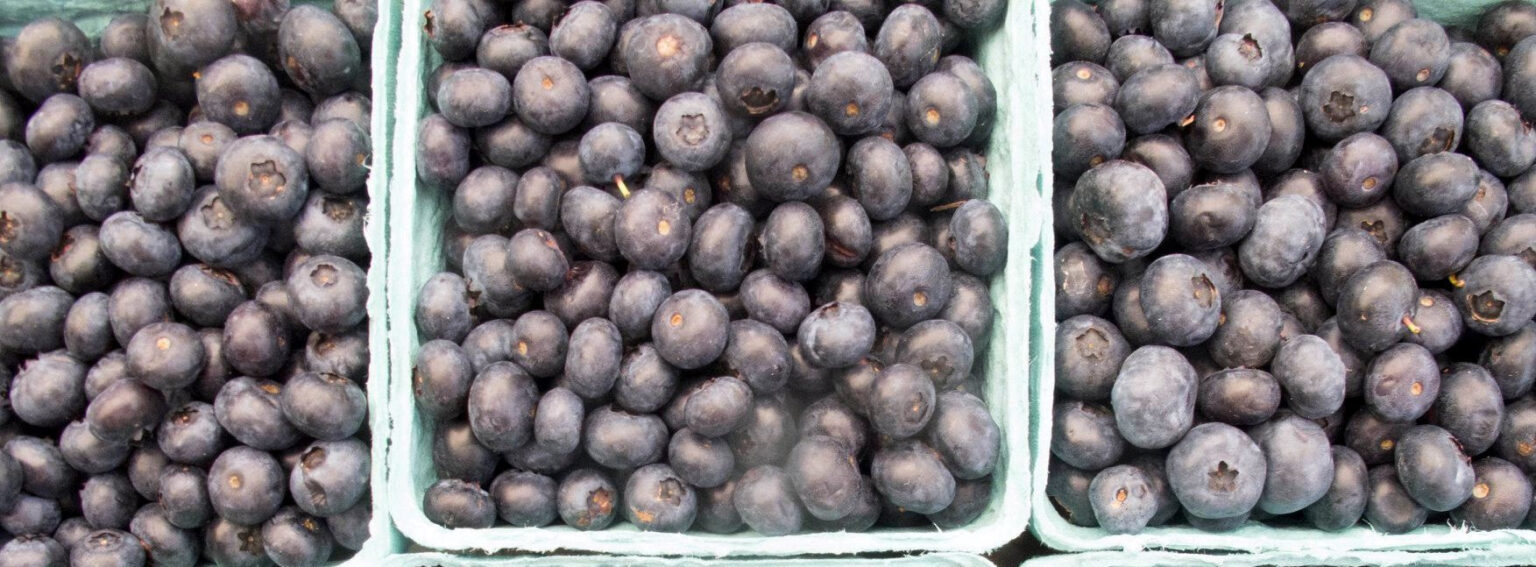 Dorothy's Blueberry Patch - Visit Mountaineer Country