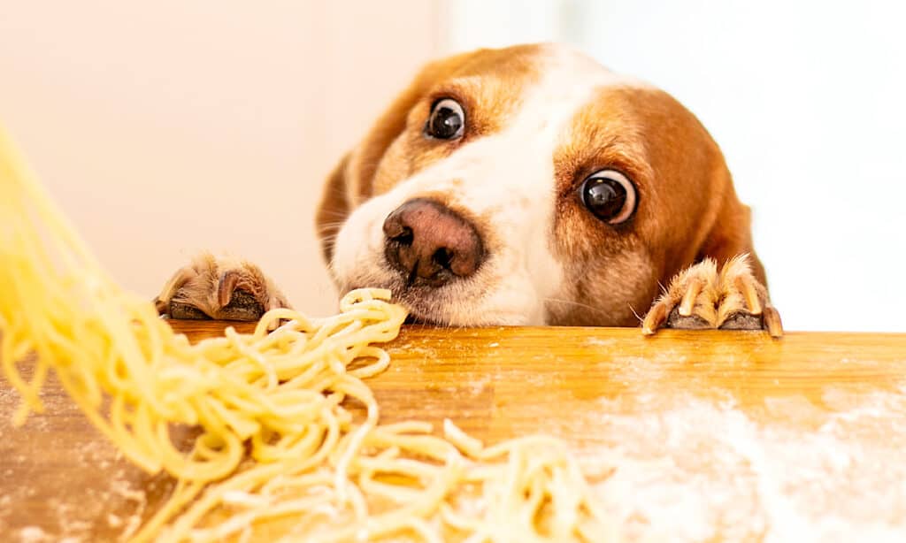 Taylor County Humane Society Annual Spaghetti Dinner - Visit ...