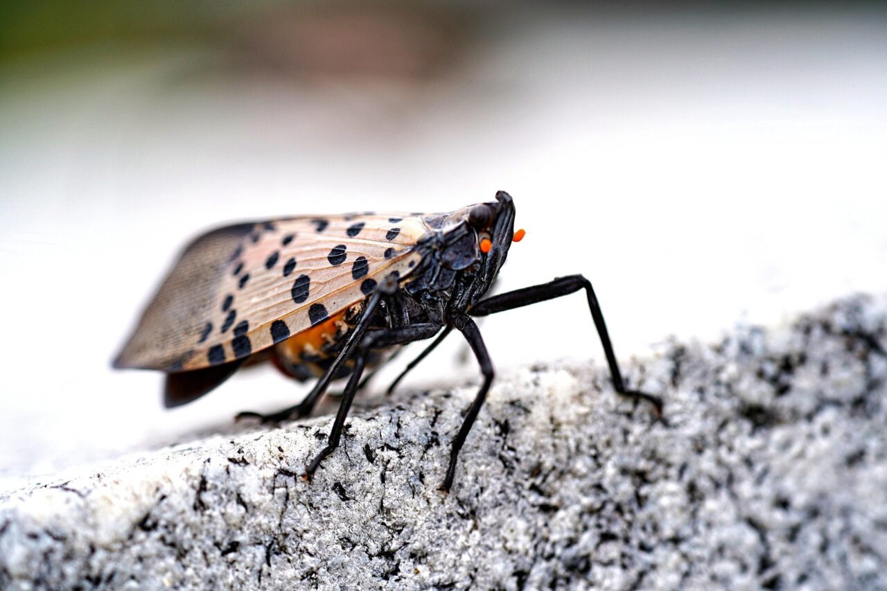 Invasive Pests: Spotted Lanternfly and Box Tree Moth - Visit ...